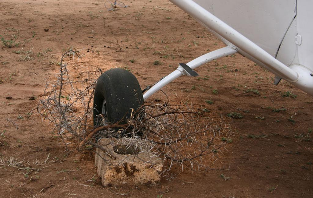 Hongonyi Game Lodge - The flying Bushhawks