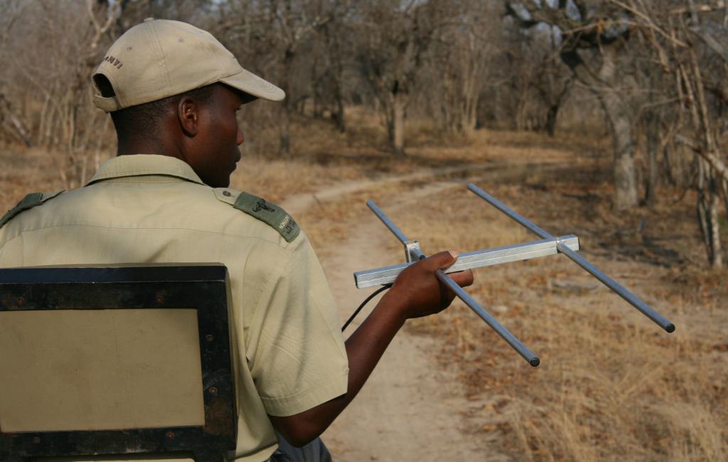 Hongonyi Game Lodge - The flying Bushhawks