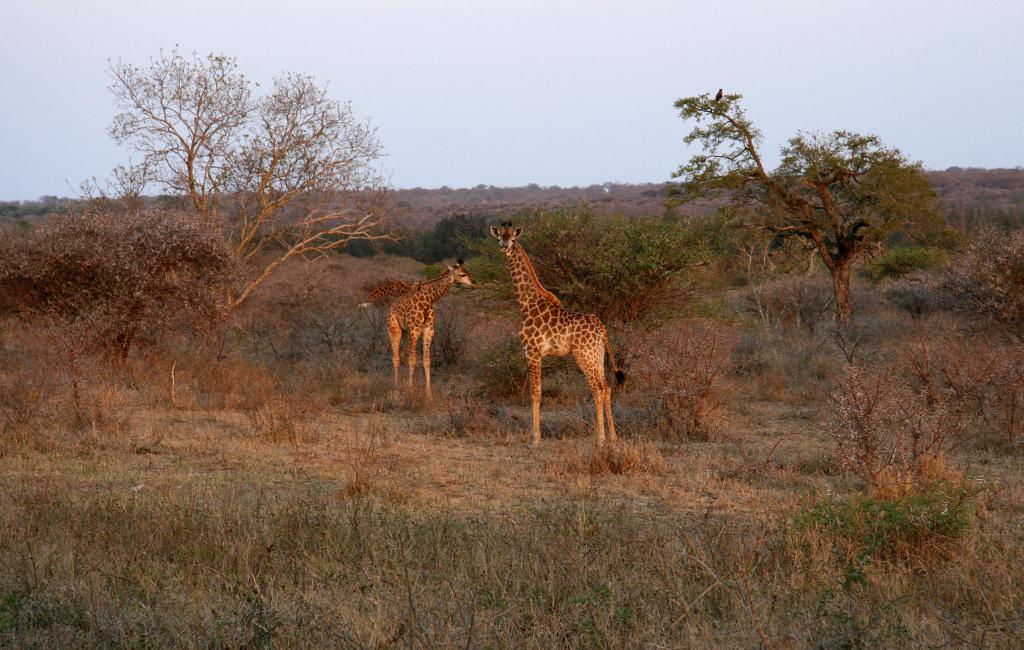 Hongonyi Game Lodge - The flying Bushhawks