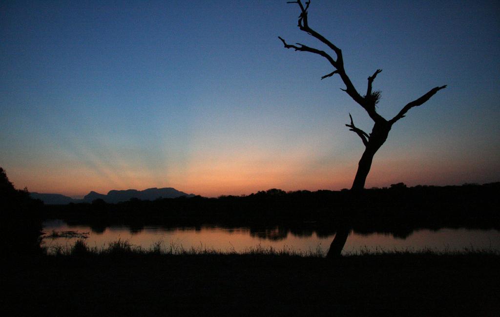 Hongonyi Game Lodge - The flying Bushhawks